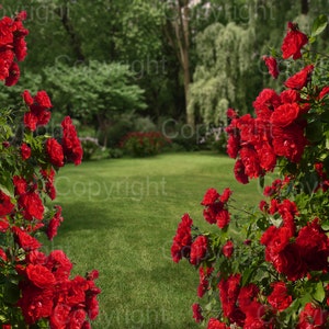 Flower Rose Digital Backdrop, Rose Garden Backdrop, Summer Digital ...