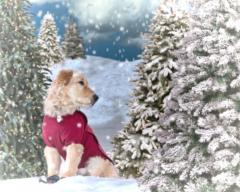 Christmas Tree Overlay, Snow Pine Tree Overlays Photoshop, Pine Tree ...