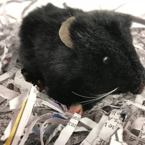 Plush Black Realistic Fake Lifelike Mouse Rat Gift Adoption Certificate ...