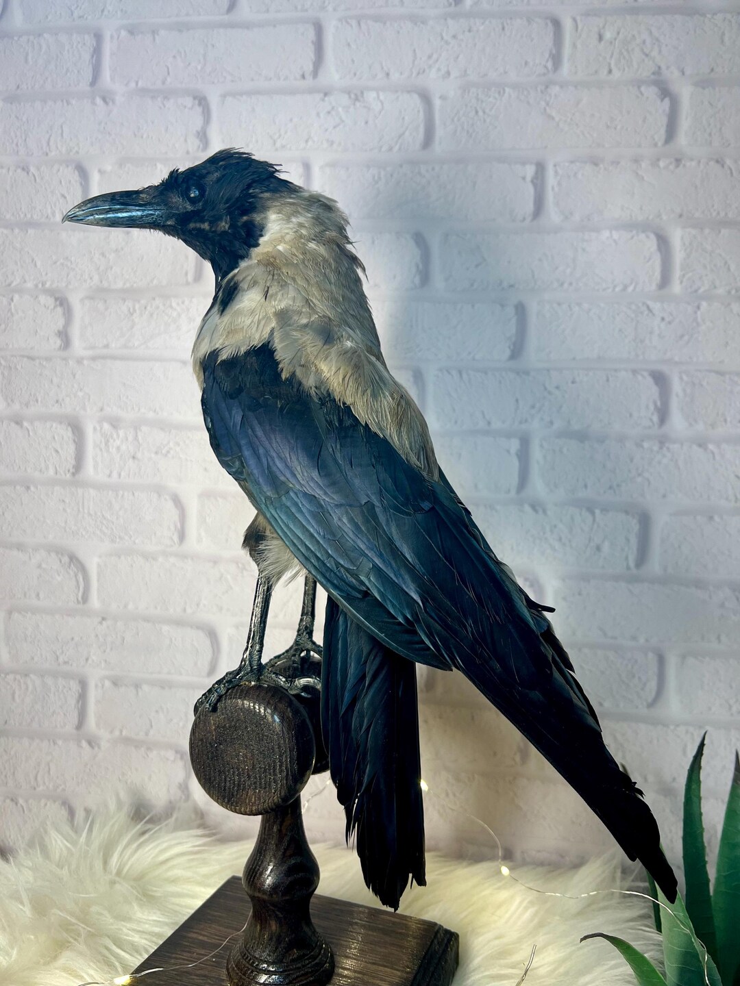 Hooded Crow (corvus Cornix) Bird Real Animal Stuffed Taxidermy Stand ...