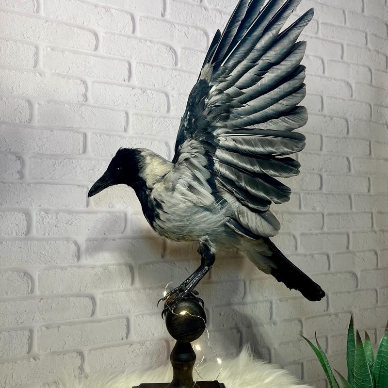 Stuffed Crow - Etsy