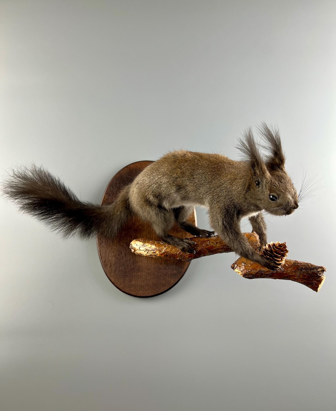Taxidermy Squirrel ( Sciurus Vulgaris ) Exclusive Taxidermy Wall Mount ...