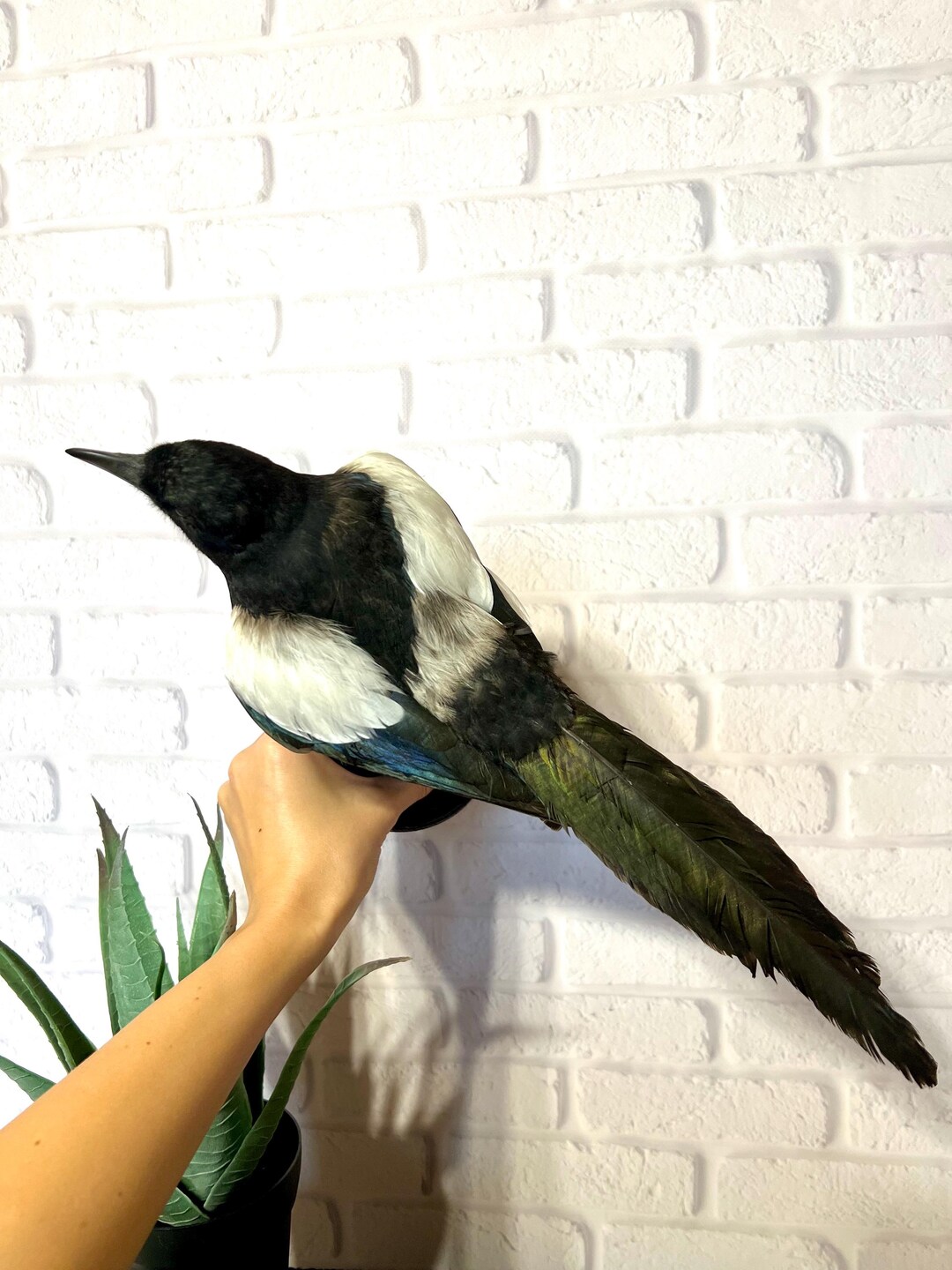 Stuffed Magpie Pica Pica Taxidermy - Etsy