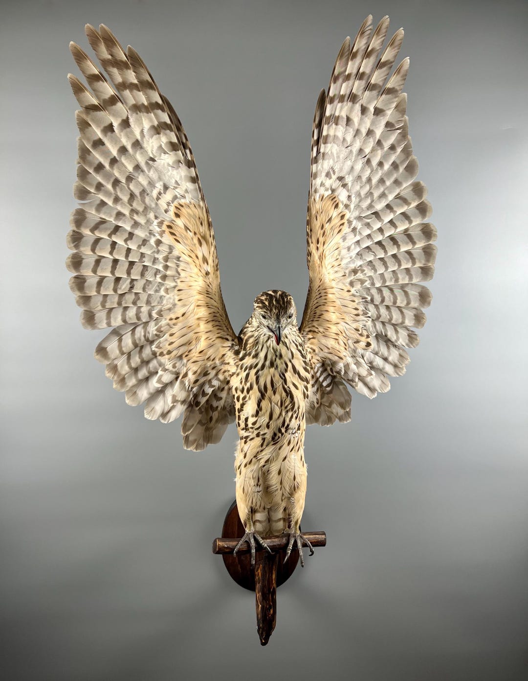 Stuffed Eurasian Hawk Taxidermy Bird Real Animal Wall Mount - Etsy Canada