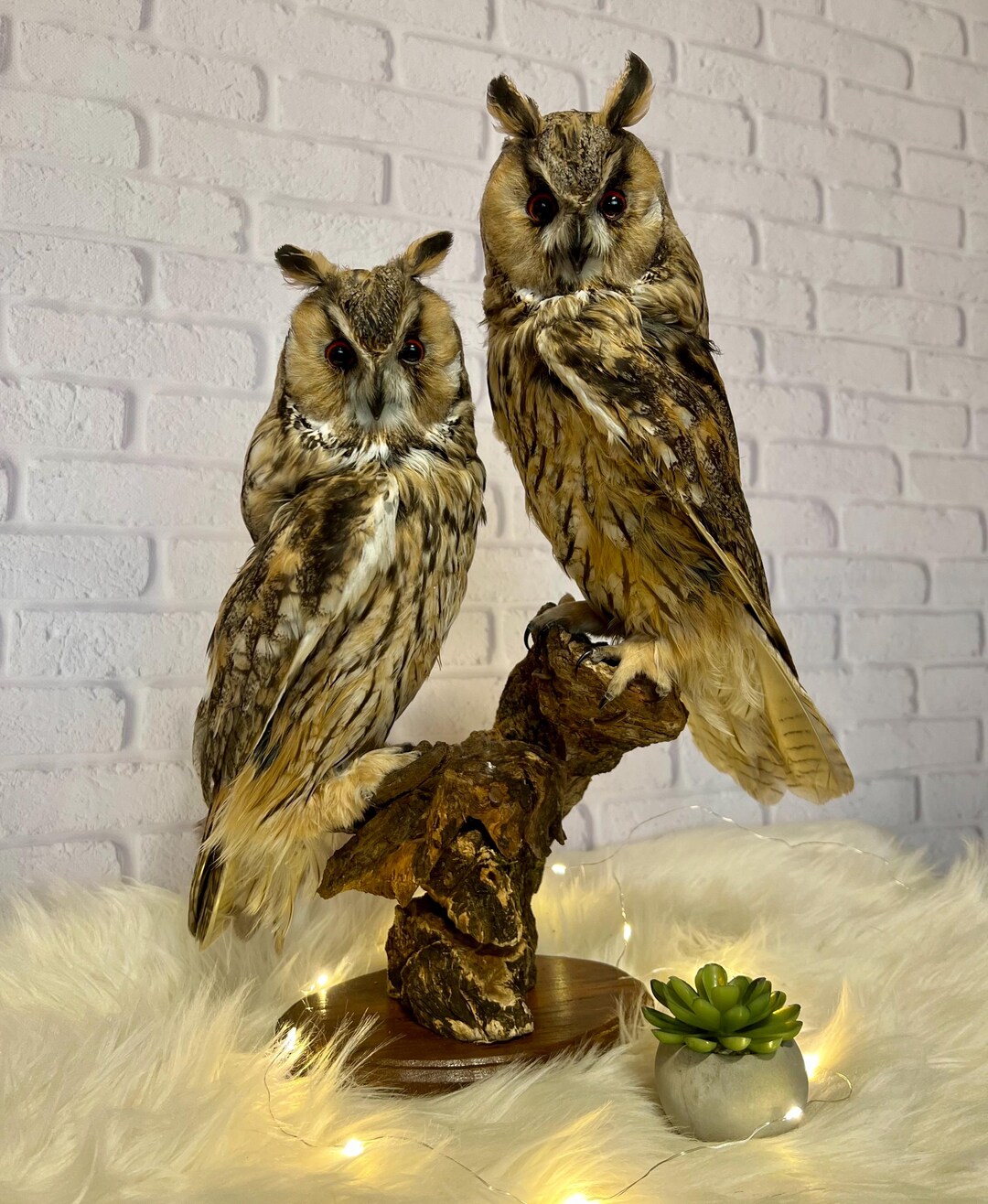 Long Eared Owl Asio Otus Taxidermy Stand Mount Couple of Two Owls - Etsy