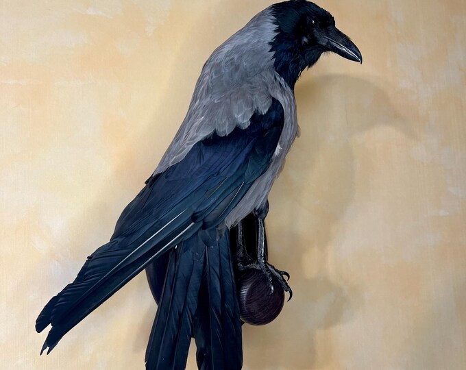 Hooded Crow (corvus Cornix) Bird Real Animal Stuffed Taxidermy Stand ...