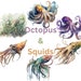 Watercolor Octopus and Squid Clipart, Ocean Animals, 10 PNG, Instant ...