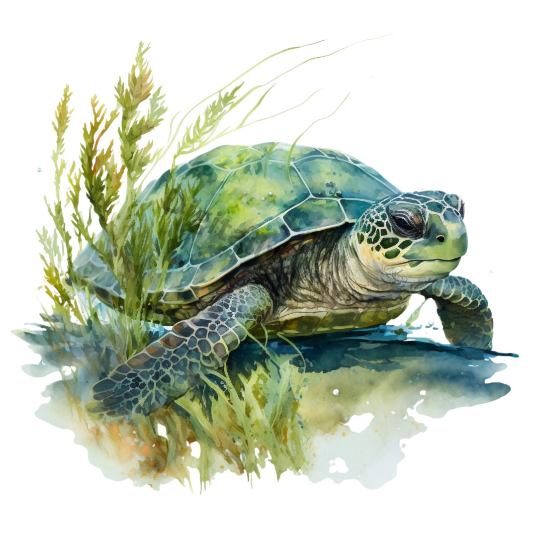 Watercolor Sea Turtle Clipart, 10 Png's, Marine Life, Ocean Life, Sea ...