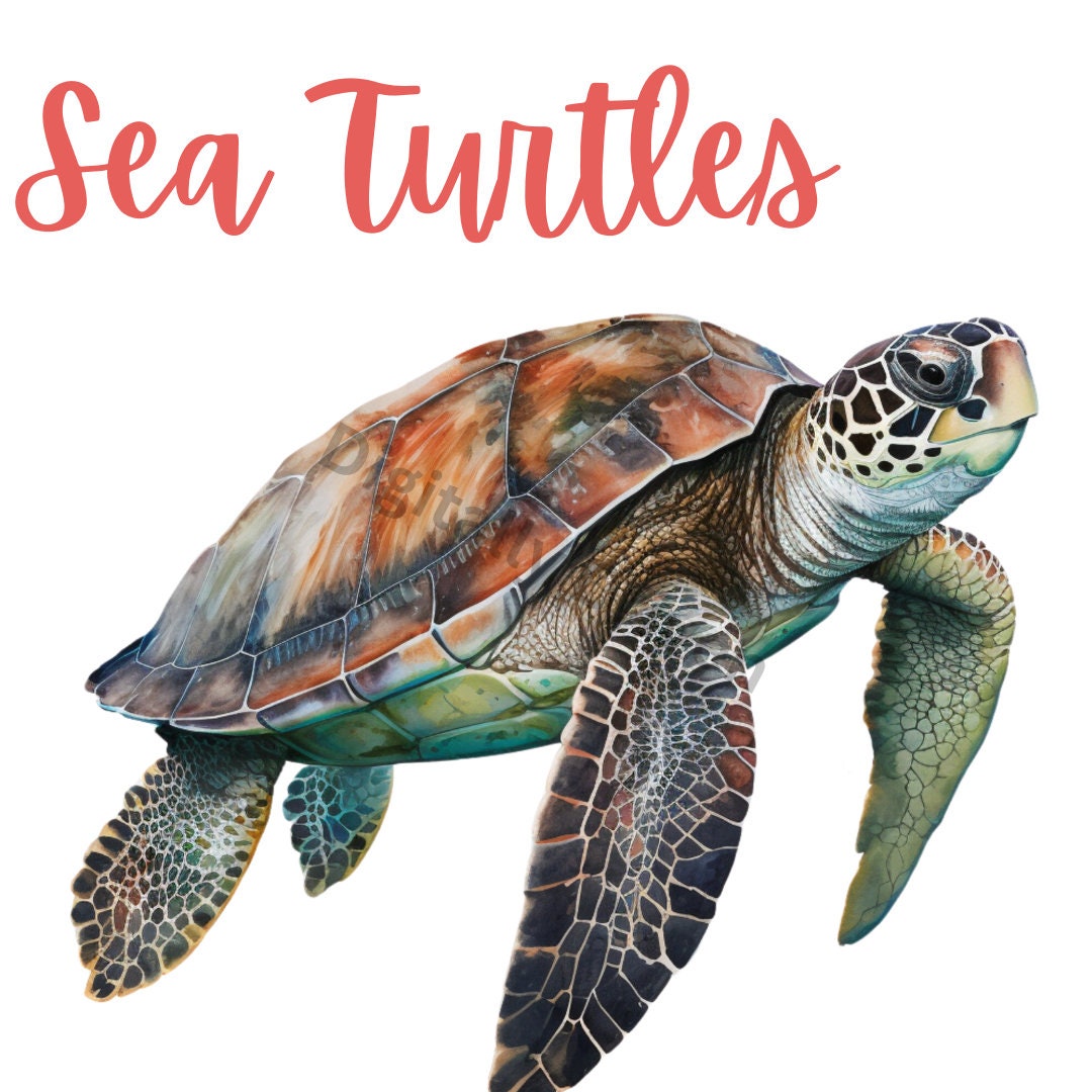 Watercolor Sea Turtle Clipart, 10 Png's, Marine Life, Ocean Life, Sea ...