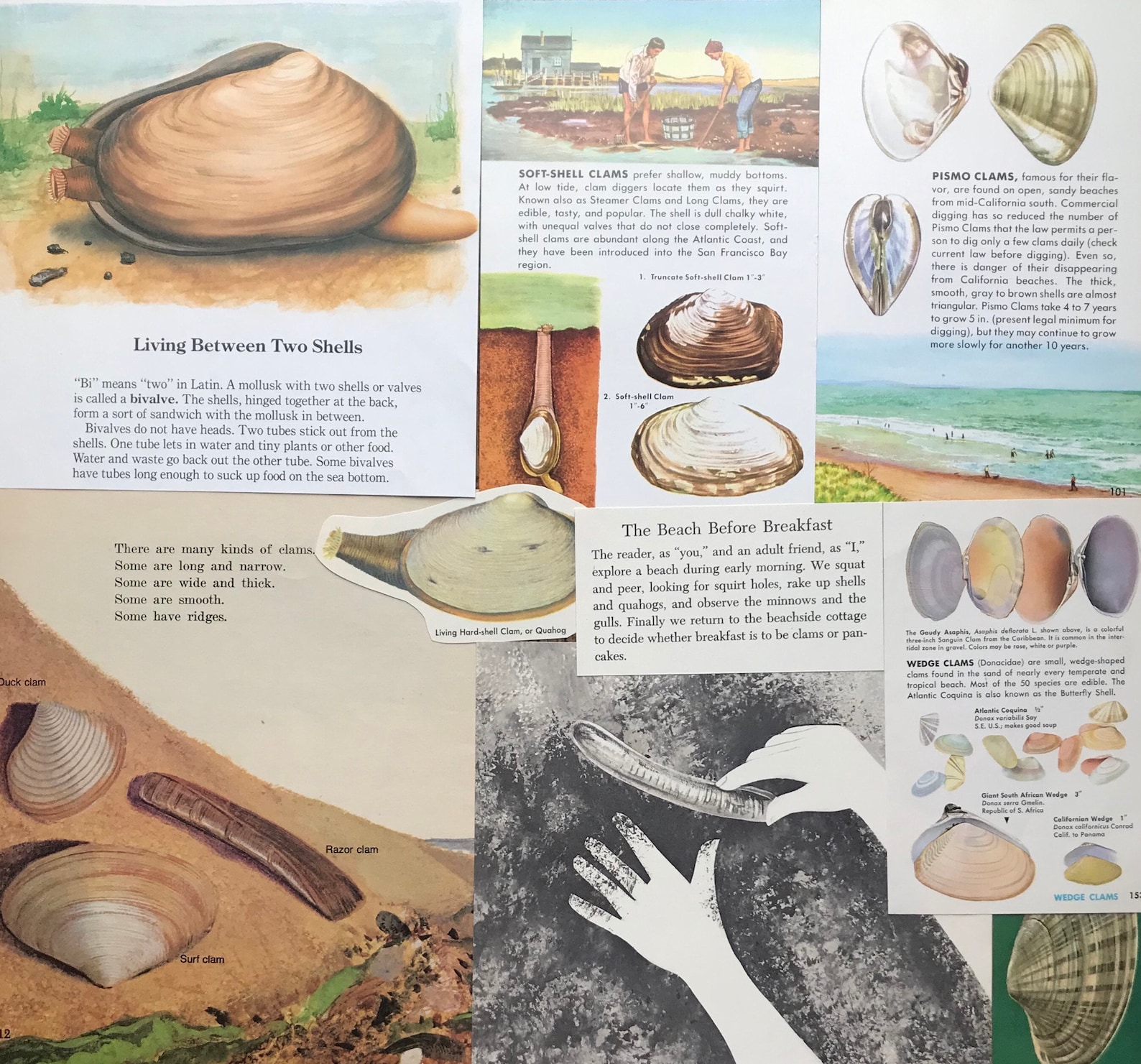 Clam Bake on the Seashore and Digging for Clams Vintage Ocean - Etsy