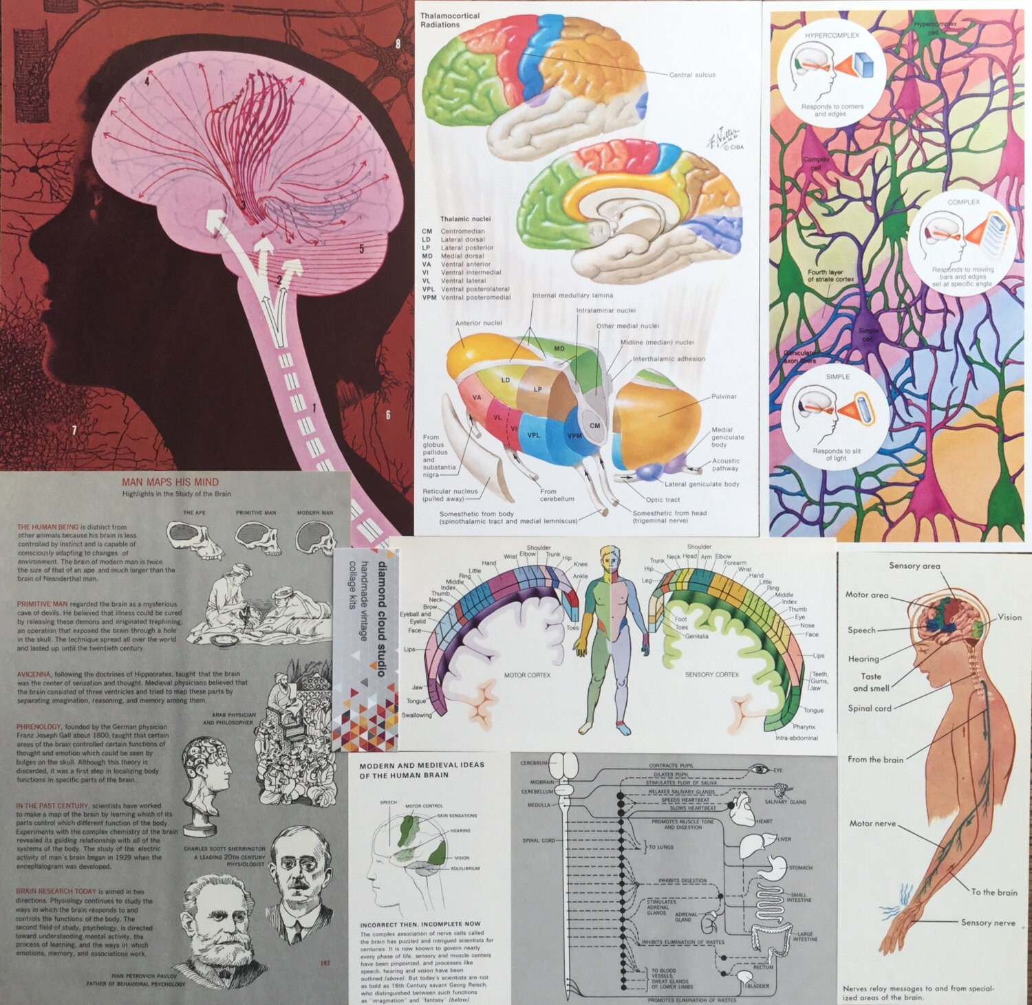 The Human Brain Weird Science Vintage Anatomy and Doctor | Etsy