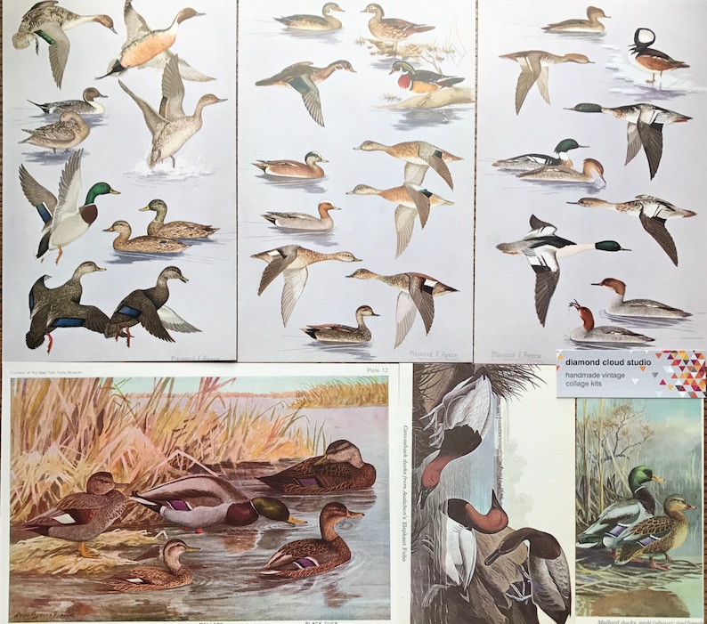 Wild Ducks on the Pond Vintage Bird Collage Scrapbook and | Etsy