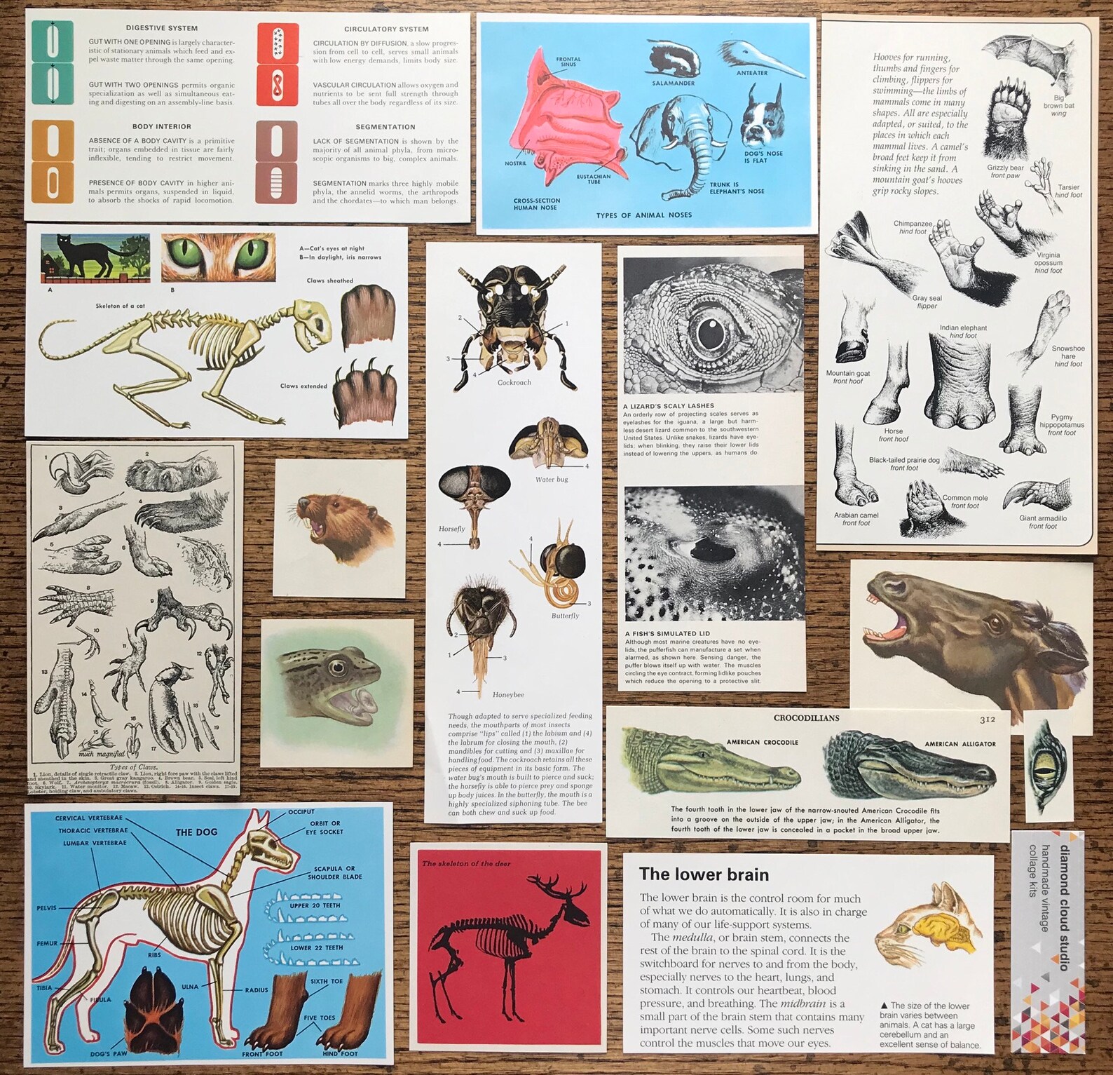 Animal Anatomy Vintage Weird Science and Body Parts Deluxe | Etsy