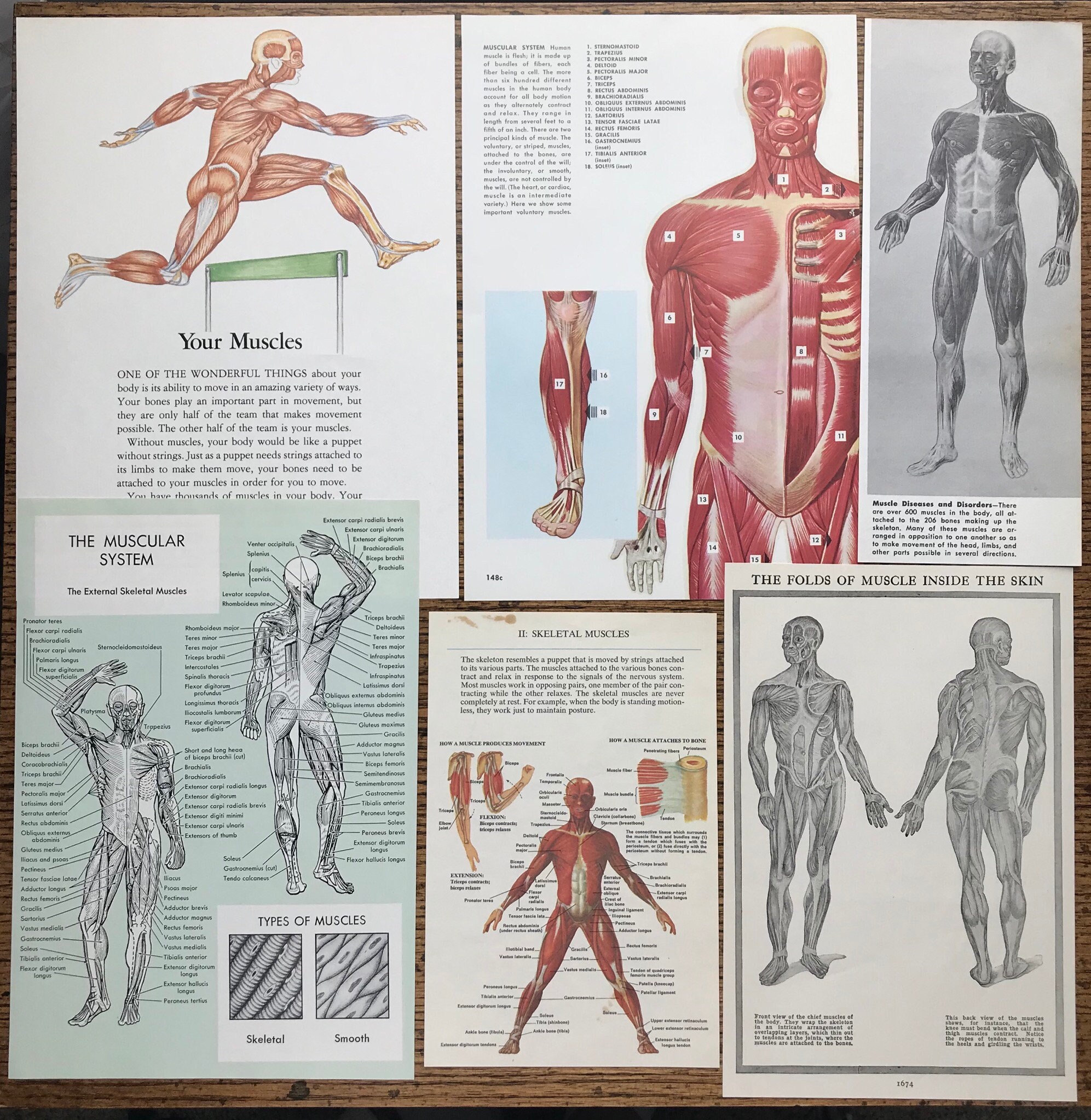 Muscle Man Vintage Anatomy Muscles Weird Science Deluxe - Etsy