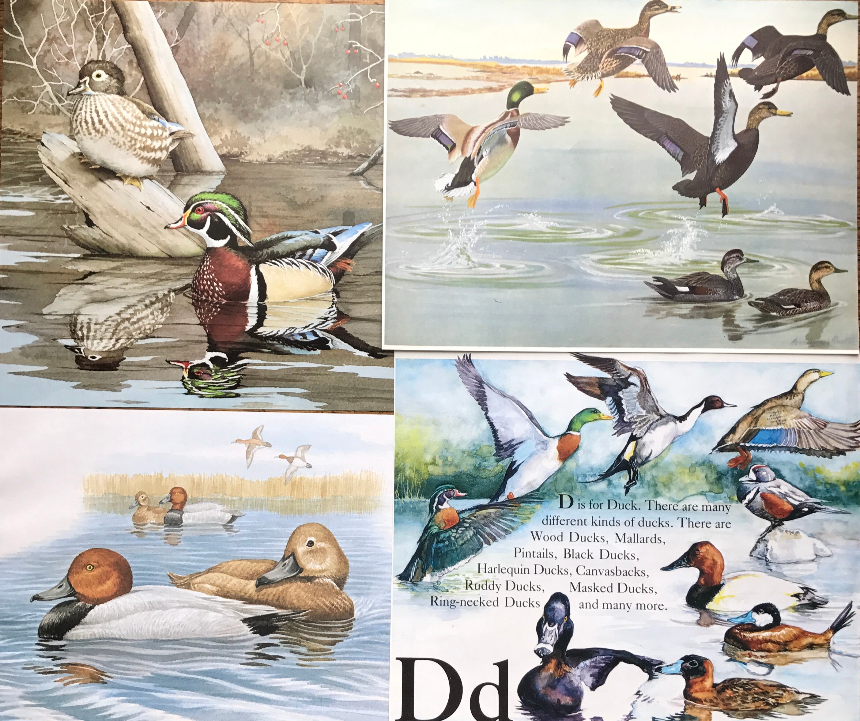 Wild Ducks on the Pond Vintage Bird Collage Scrapbook and - Etsy
