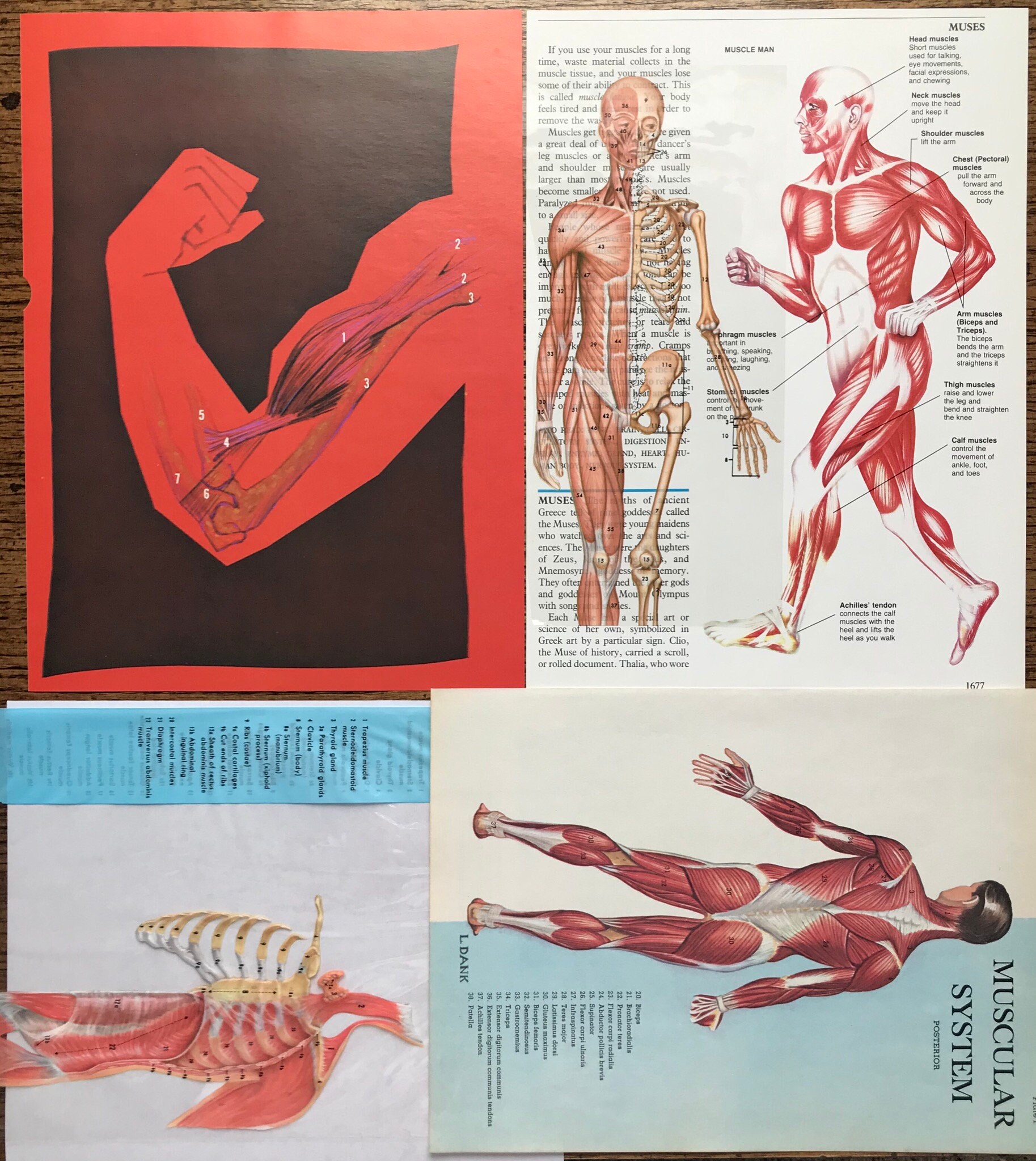 Muscle Man Vintage Anatomy Muscles Weird Science Deluxe - Etsy