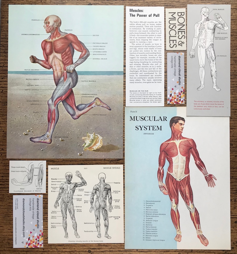 Muscle Man Vintage Anatomy Muscles Weird Science Deluxe - Etsy
