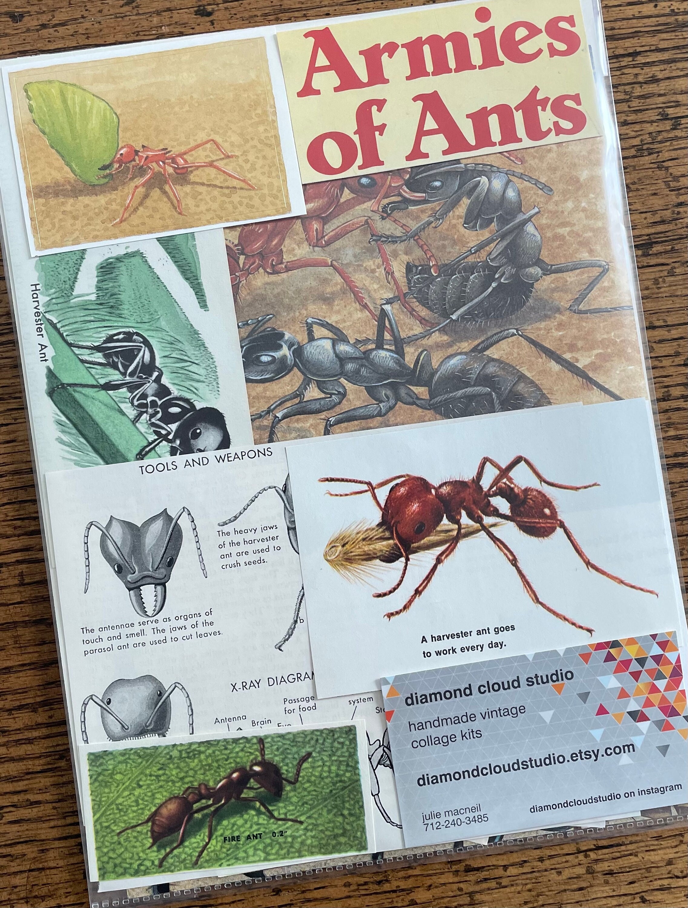 African Army Ants