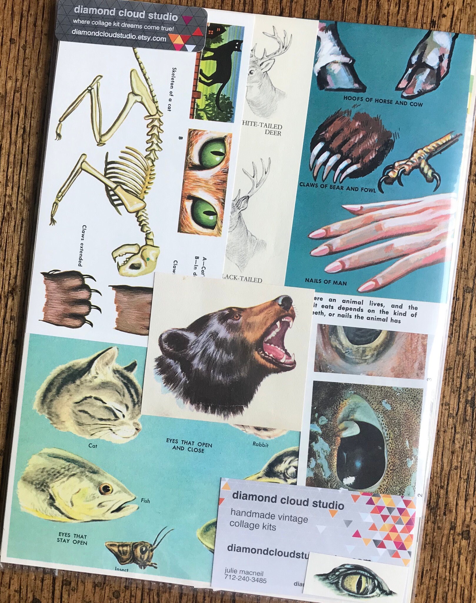 Animal Anatomy Vintage Weird Science and Body Parts Deluxe | Etsy