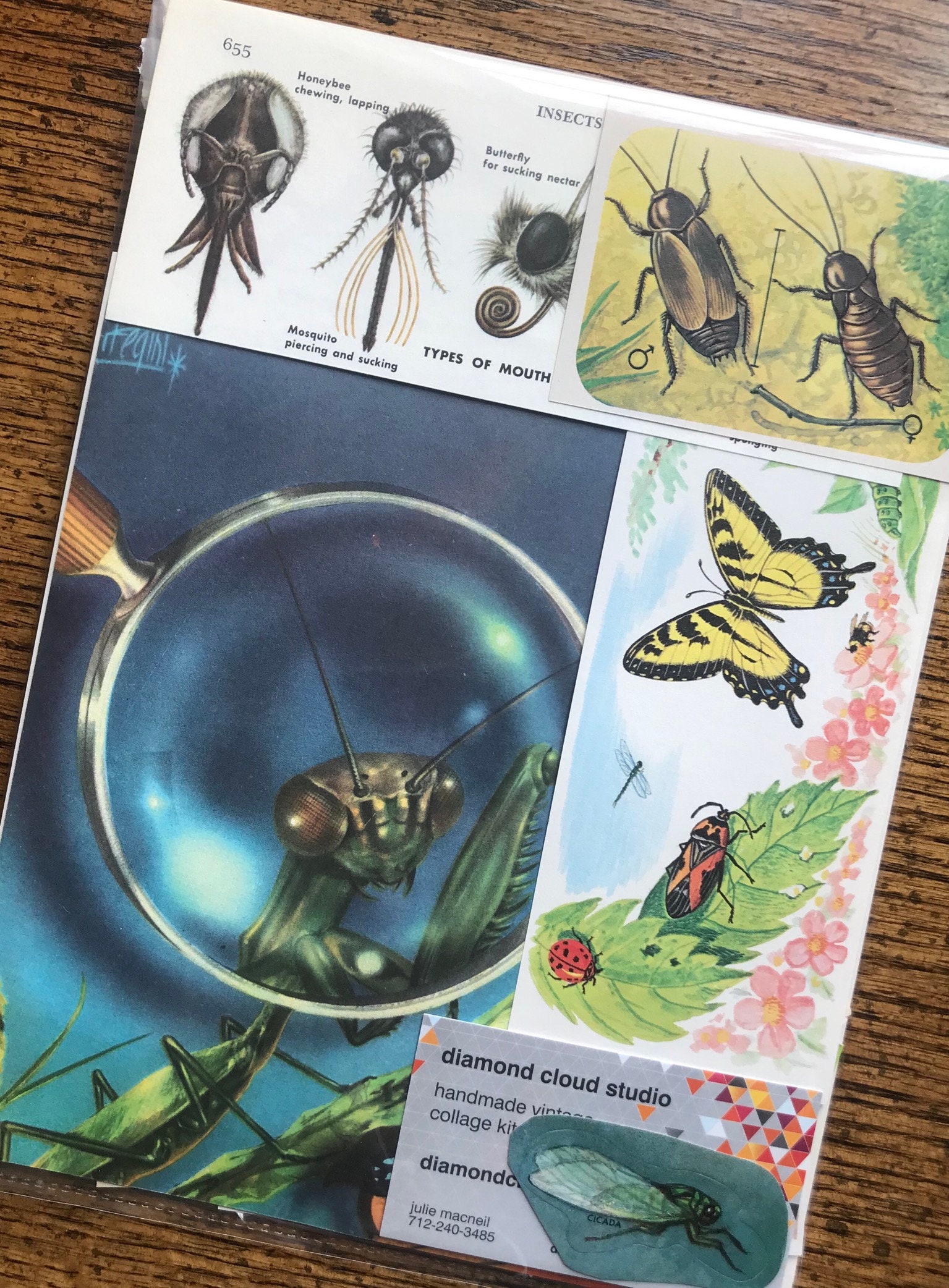 I Want to Be A Entomologist Vintage Insect Collage Scrapbook - Etsy