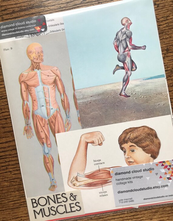 Muscle Man Vintage Anatomy Muscles Weird Science Deluxe | Etsy