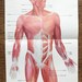 Muscle Man Vintage Anatomy Muscles Weird Science Deluxe - Etsy