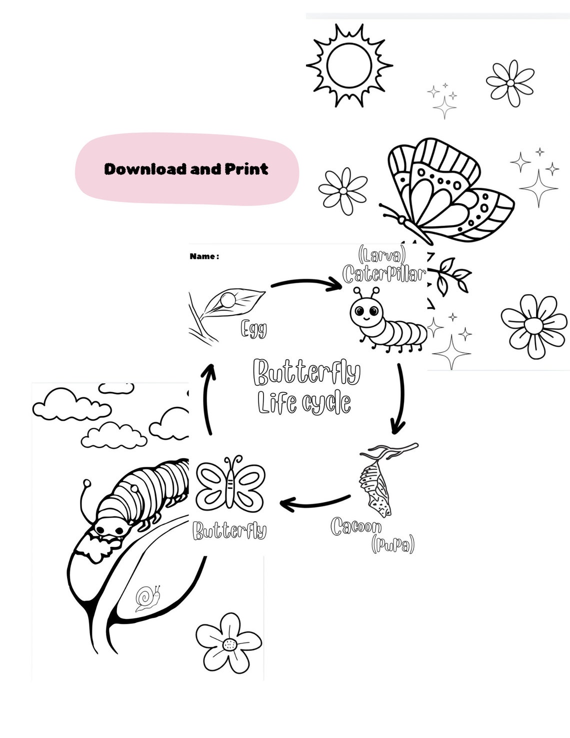 Butterfly Life Cycle Coloring Sheet Life Cycle of a Butterfly Coloring ...