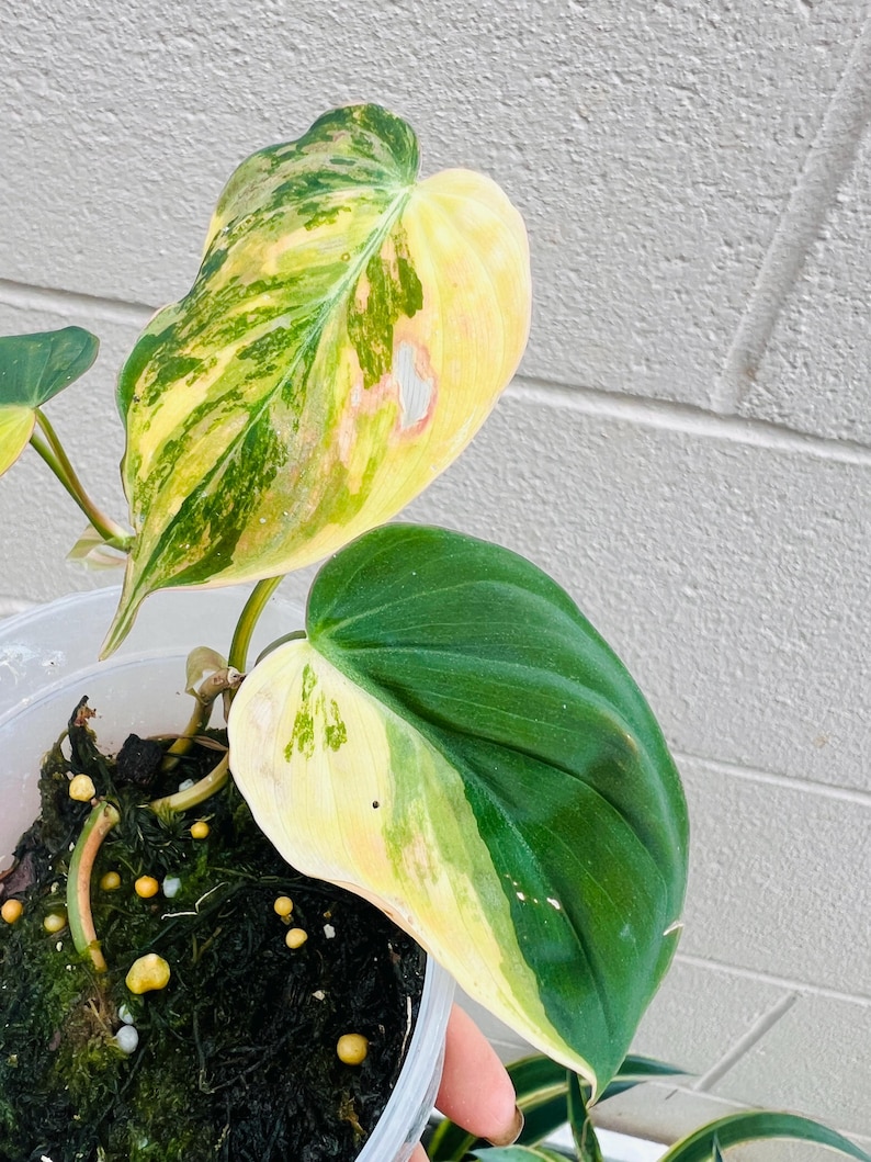 Philodendron Mican Variegated |velvet Leaf Philodendron Variegated ...