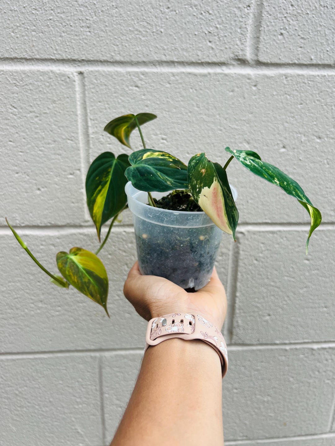 Variegated Velvet Leaf Philodendron Micans - Rooted Plant - Etsy