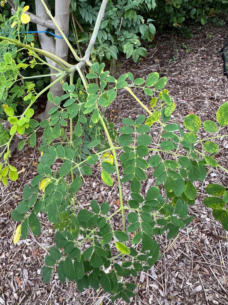 Dwarf Moringa Cuttings (unrooted) - Etsy