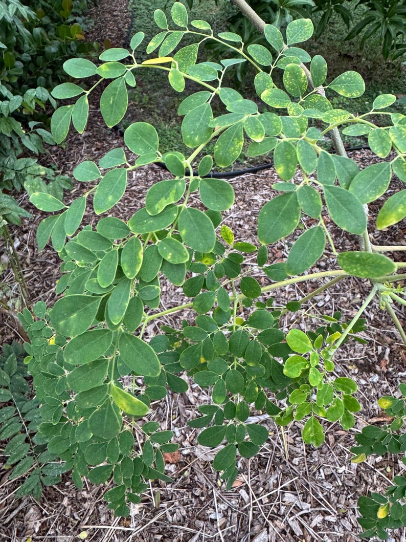 Dwarf Moringa Cuttings (unrooted) - Etsy