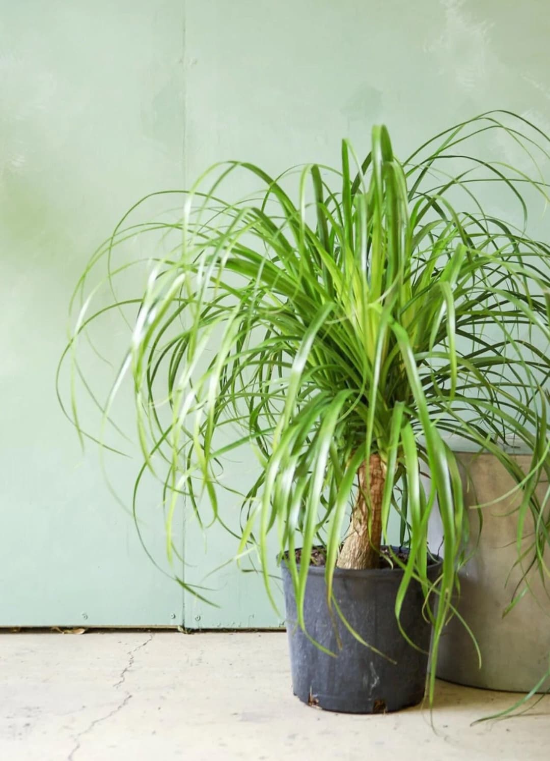 Ponytail Bonsai Palm 3 Feet Tall 10 Grower Pot Modern Indoor Live Plant ...