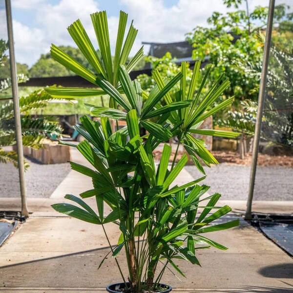 Rhapis Palm Tall - Etsy