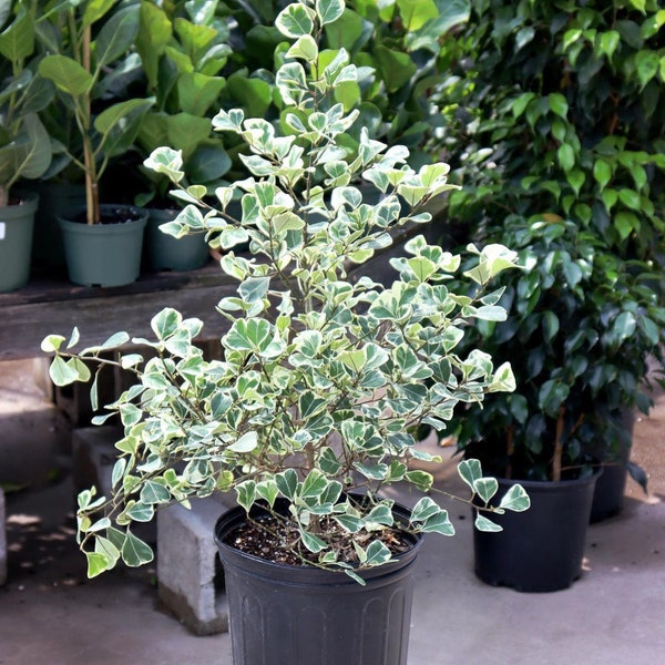Ficus Triangularis Variegated - Etsy