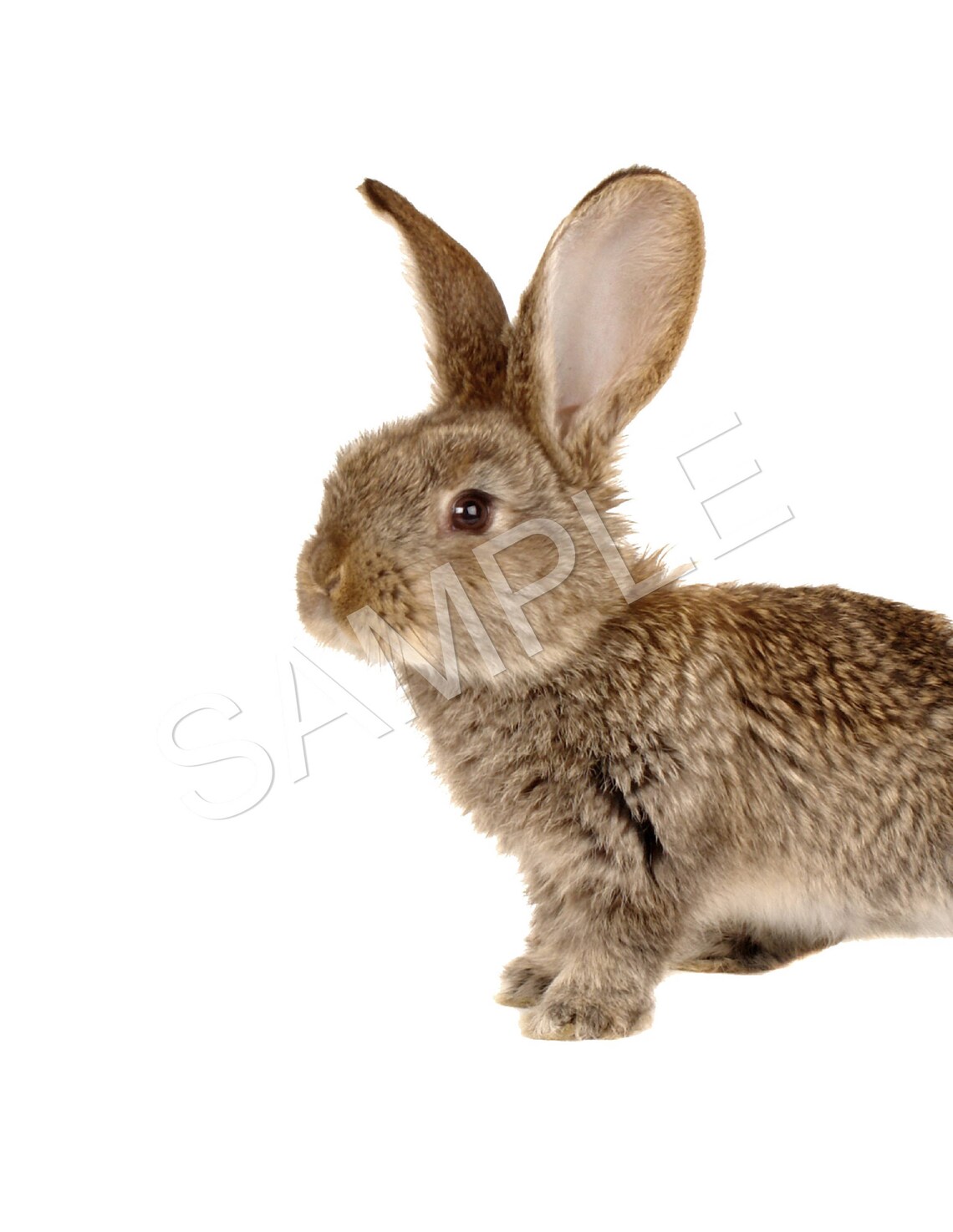 Instant Download Rabbit Bunny Printable Digital Collage | Etsy