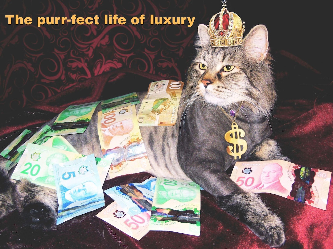 The Purr-fect Life of Luxury - Etsy