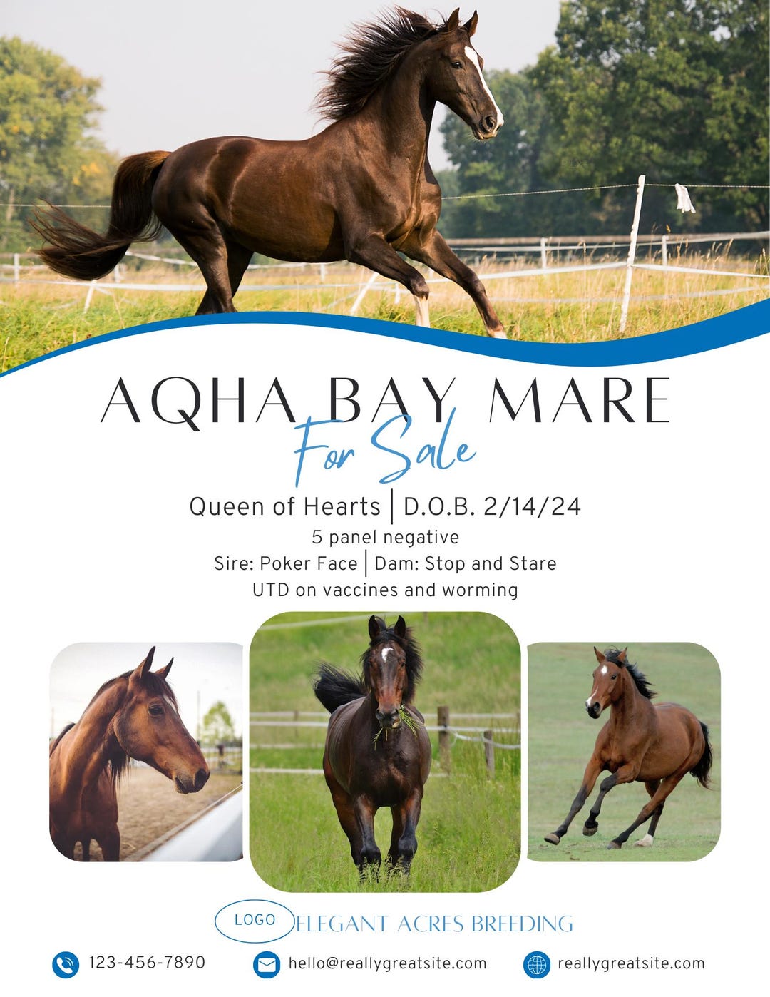 Modern Professional Horse Breeding Sales Flyer Template - Etsy