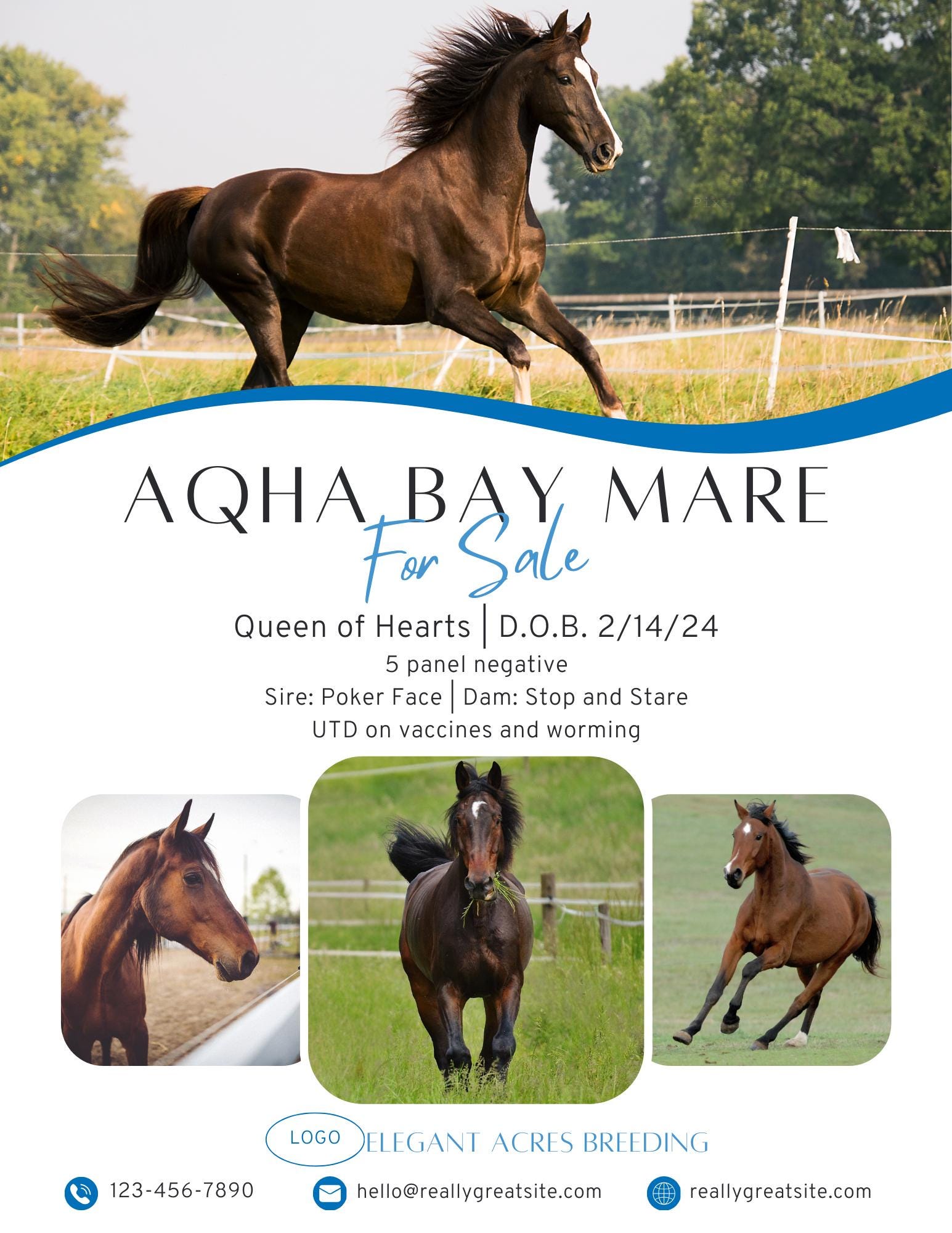 Modern Professional Horse Breeding Sales Flyer Template - Etsy