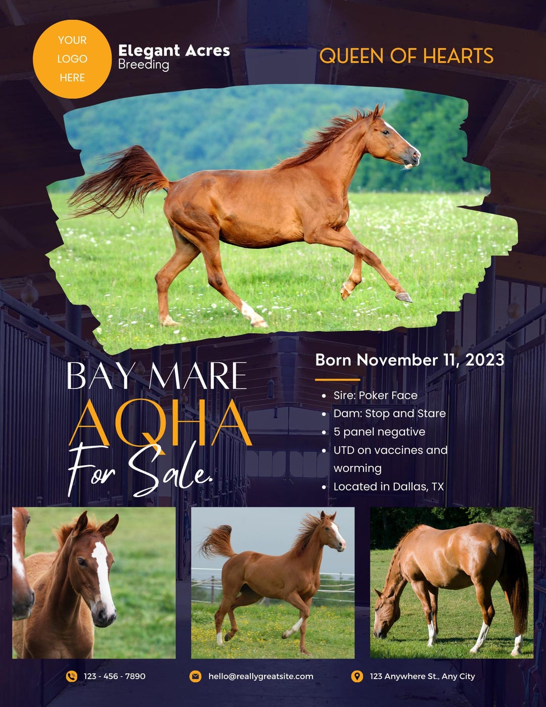 Professional Horse Breeding Sales Flyer Template - Etsy