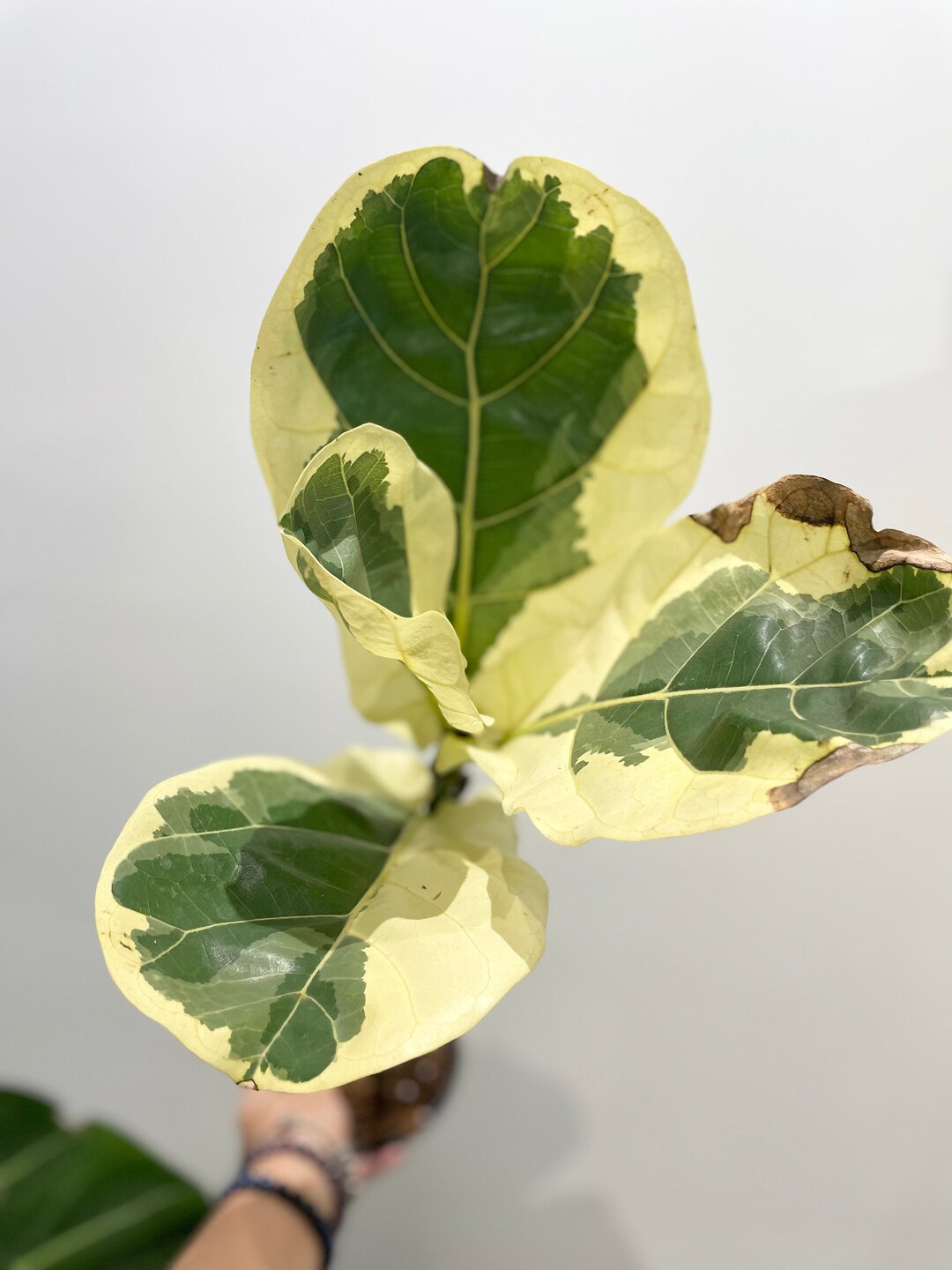 Ficus Lyrata Variegata, Variegated Fiddle Leaf Fig - Etsy