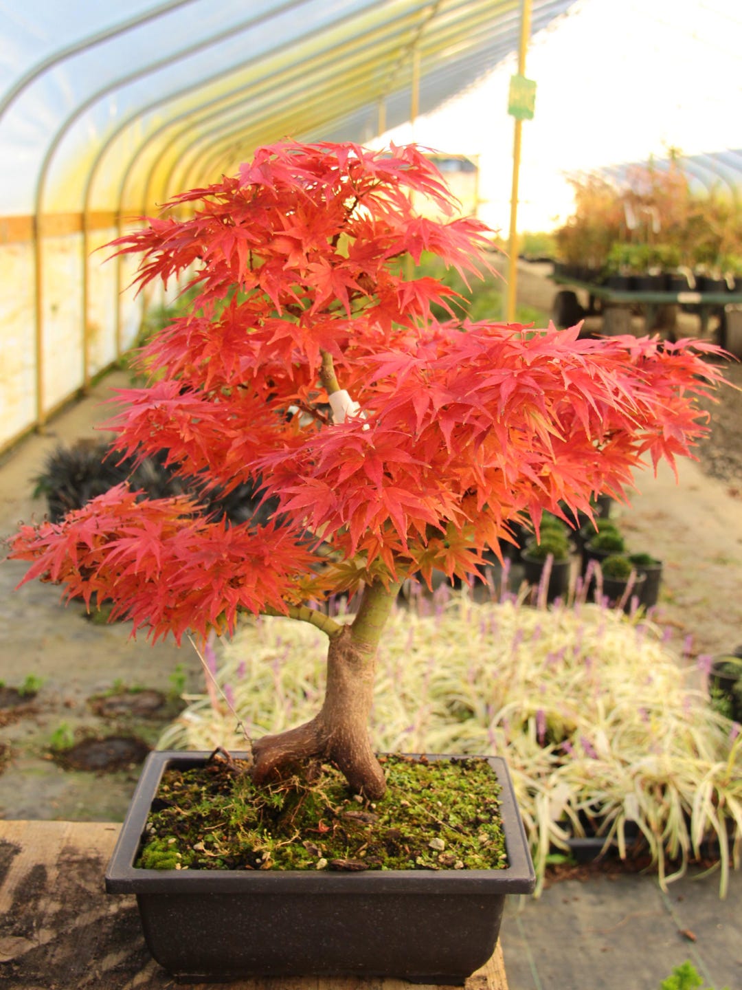 Mikawa Yatsubusa Japanese Maple Bonsai Moyogi Style 10 Tall - Etsy