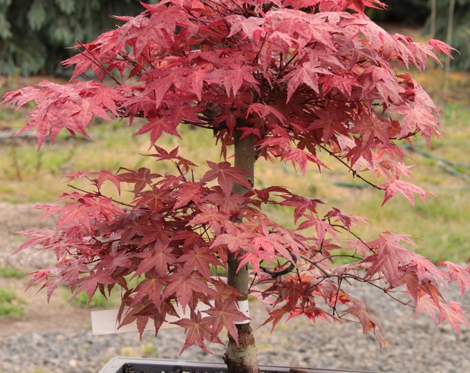 Red Japanese Maple Bonsai Shin Deshojo Type Moyogi Style 12" Tall - Etsy