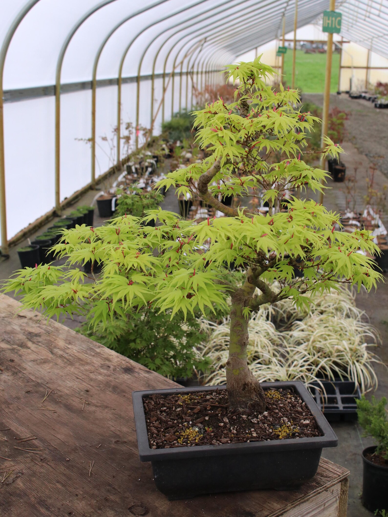Mikawa Yatsubusa Japanese Maple Bonsai Moyogi Style 10" Tall - Etsy