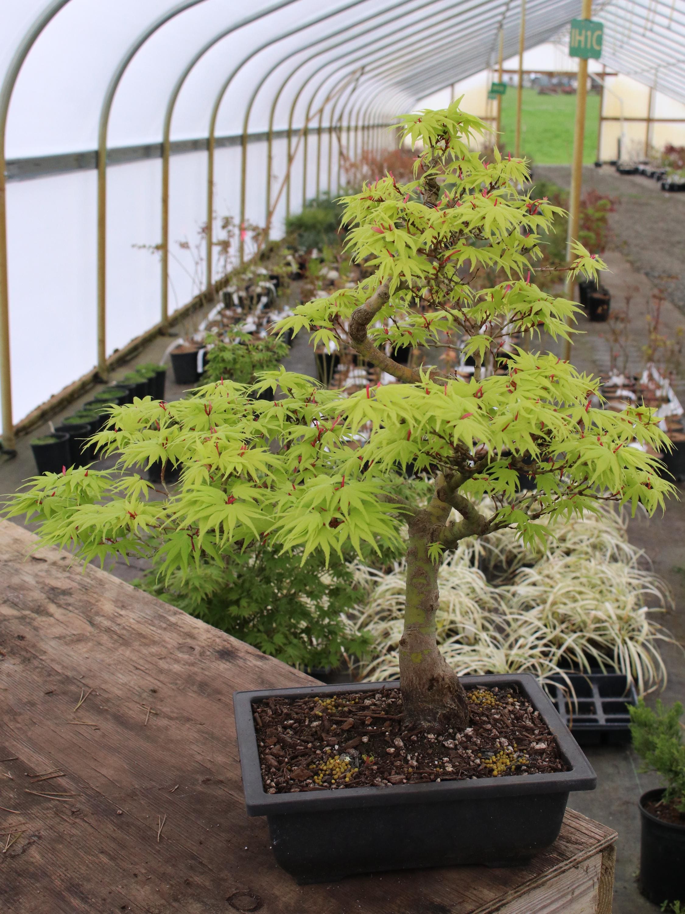 Mikawa Yatsubusa Japanese Maple Bonsai Moyogi Style 10" Tall - Etsy