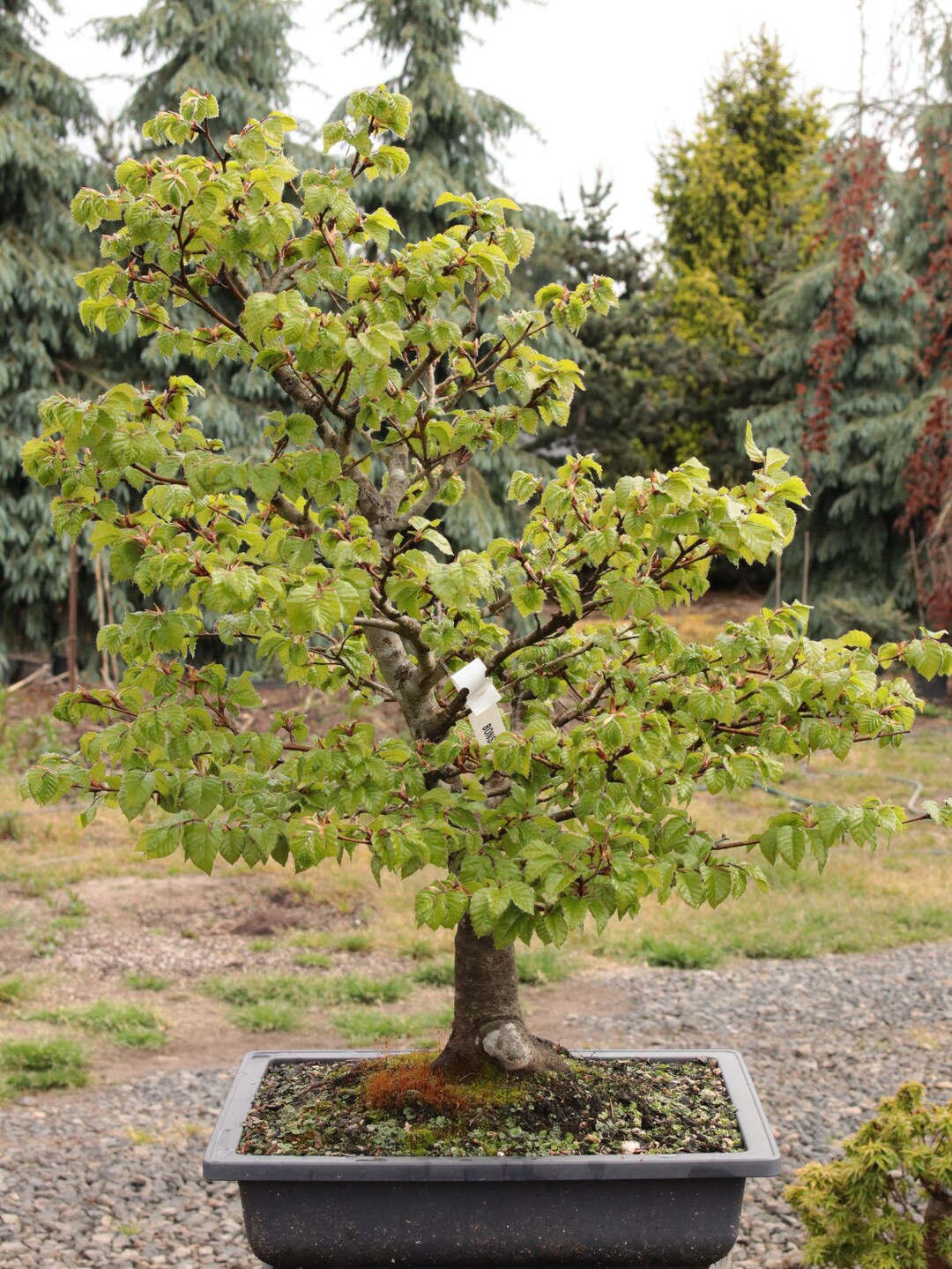 European Beech Bonsai Shakkan Style 20" - Etsy