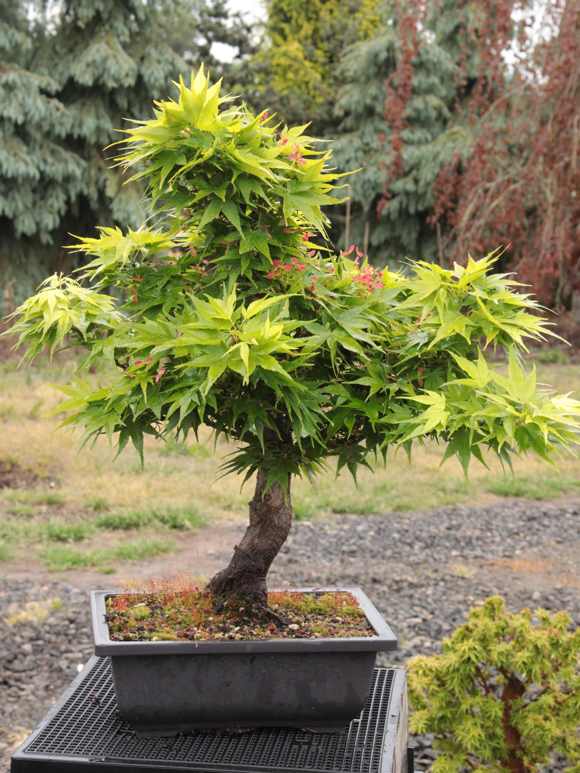 Mikawa Yatsubusa Japanese Maple Bonsai Moyogi Style 15" - Etsy