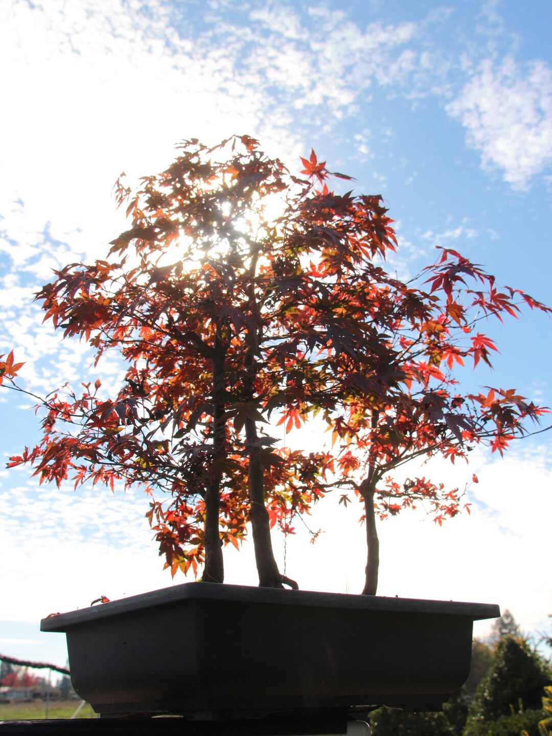 Kandy Kitchen Japanese Maple Bonsai Forest Yose-ue Style 12" Tall - Etsy