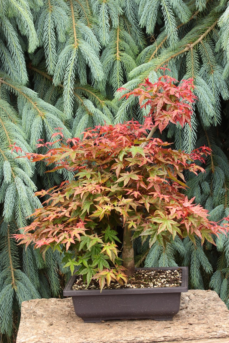 Red Japanese Maple Bonsai Shin Deshojo Type Moyogi Style 12" Tall - Etsy