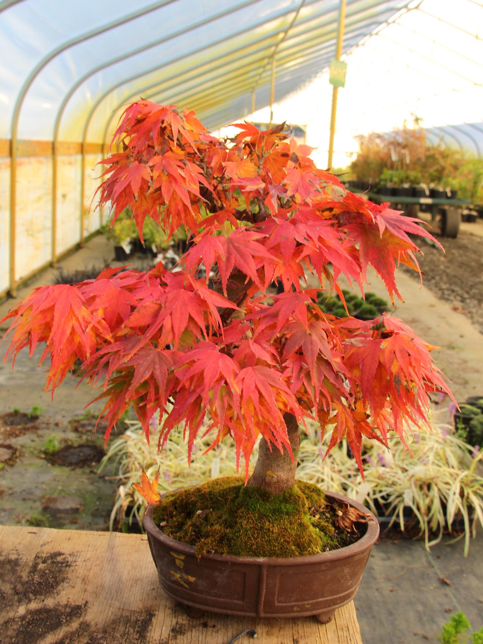Mikawa Yatsubusa Japanese Maple Bonsai Moyogi Style 10" Tall Round Pot ...
