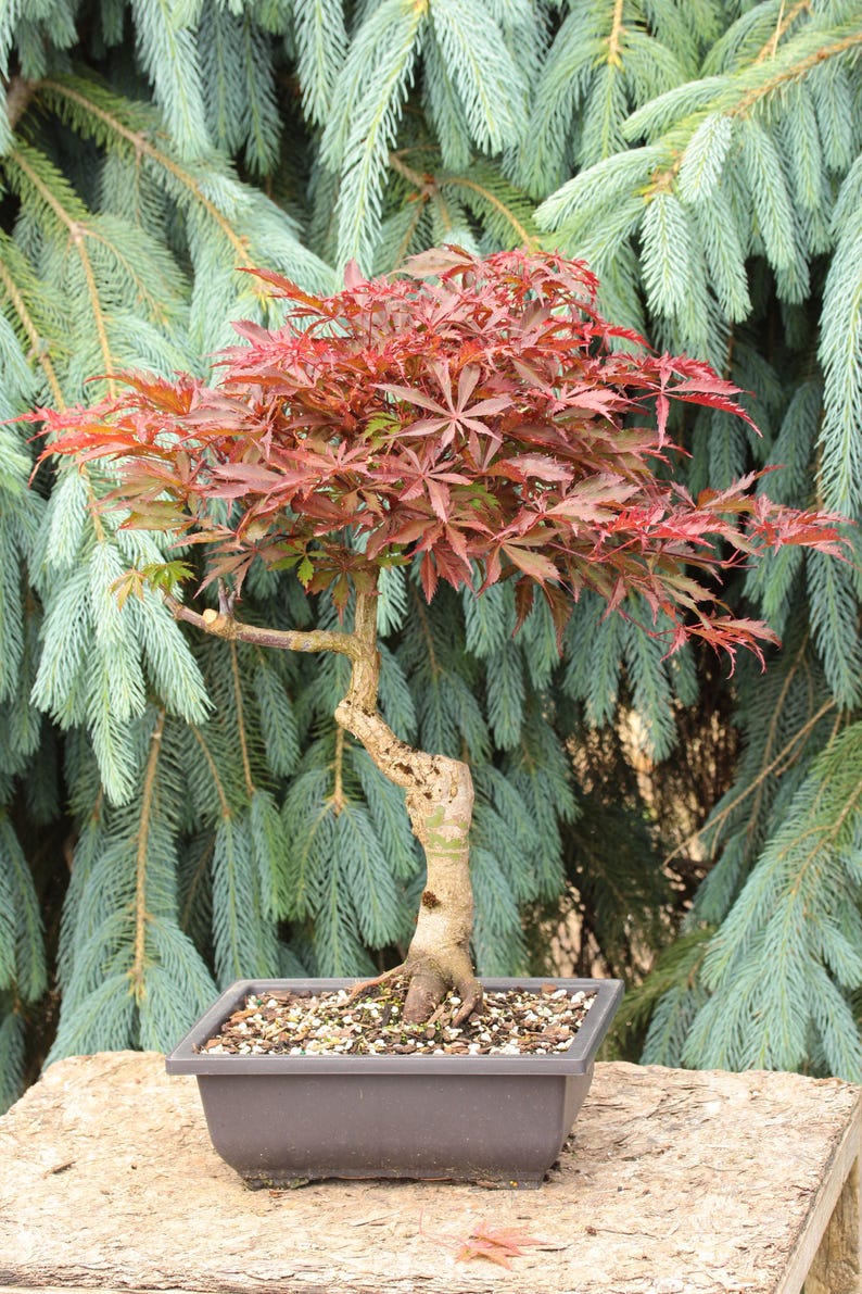 Red Japanese Maple Bonsai Orion Type Moyogi Style 12" Tall - Etsy